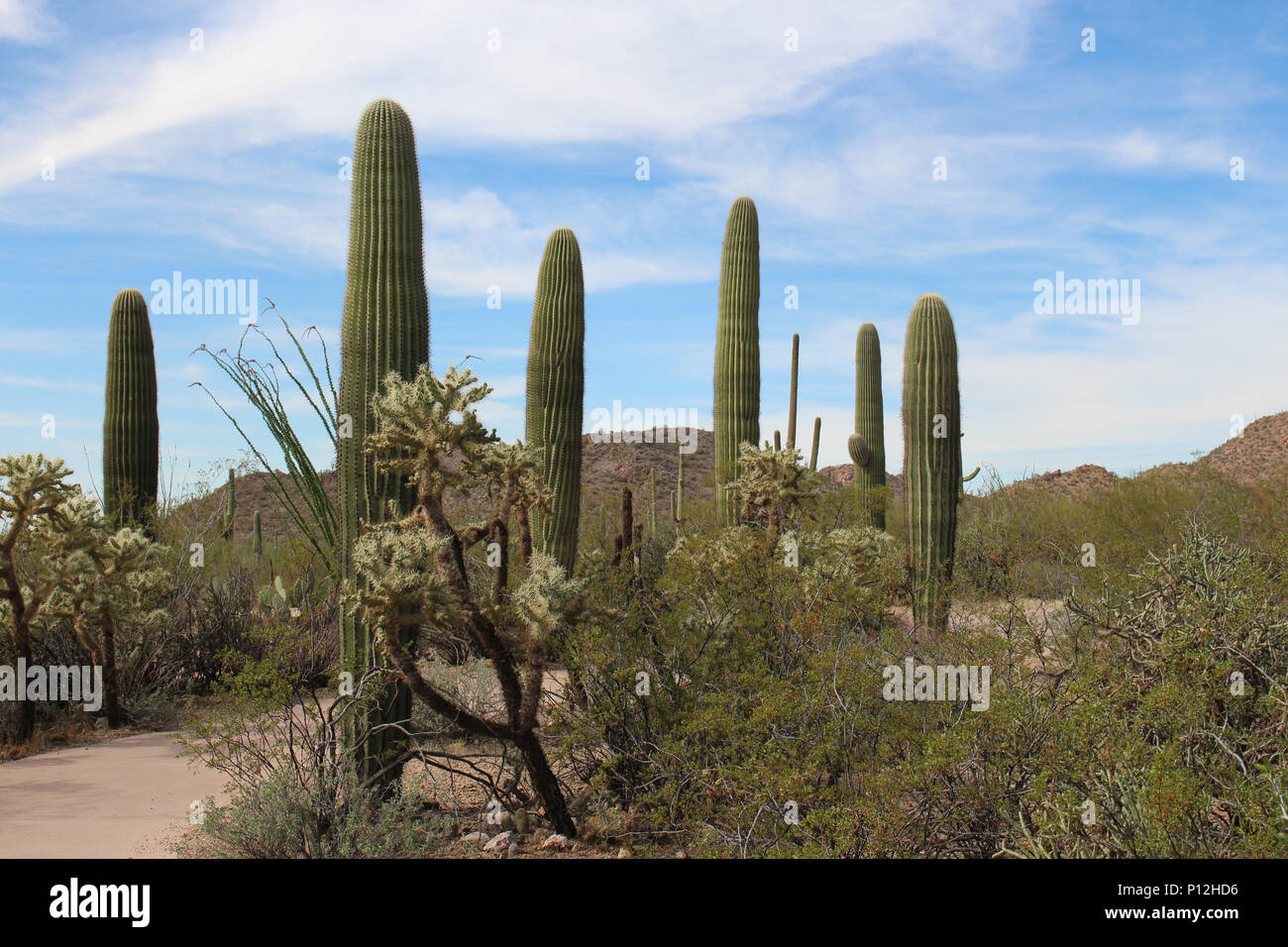 Desert landscape with Saguaro cacti, creosote bushes, ocotillo and ...