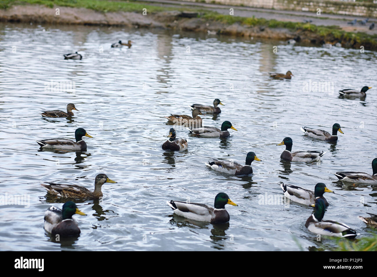Birds on the pond. A flock of ducks and pigeons by the water. Migratory ...