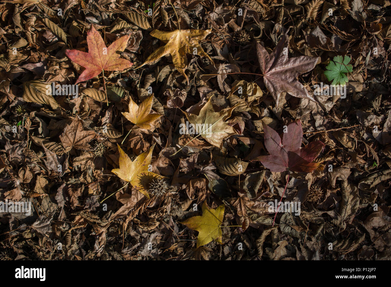 Texture background of autumn season with leaves Stock Photo - Alamy