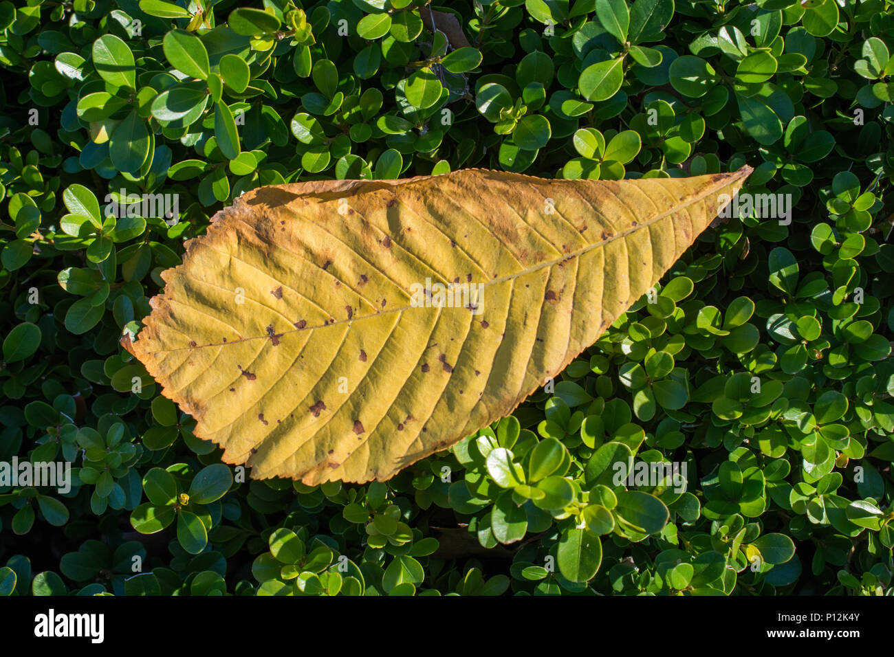 One separate dry leaf of Autumn times Stock Photo - Alamy