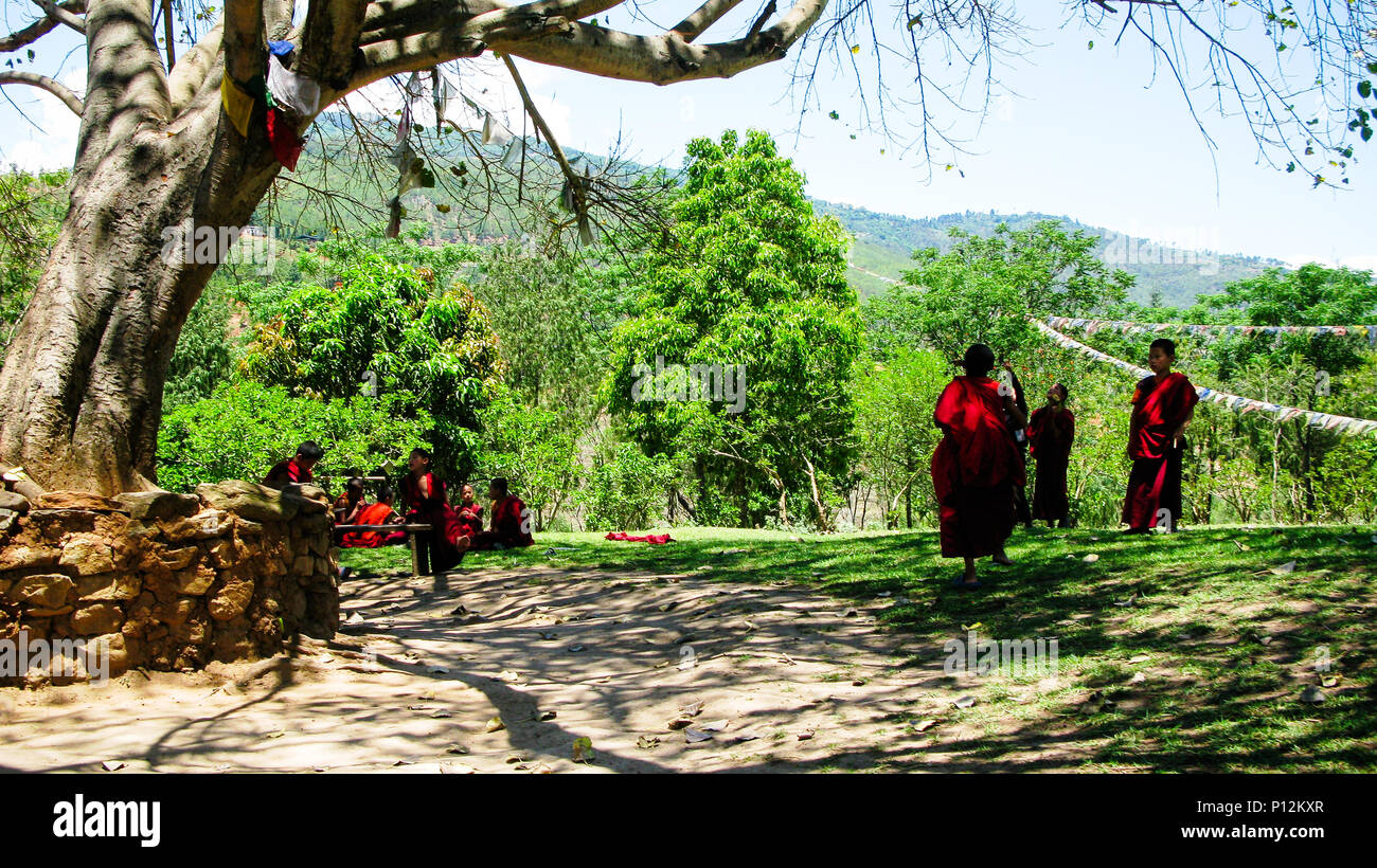 Monks under the tree near the Chimi Lhakhang monastery, - 25 May 2011 ...