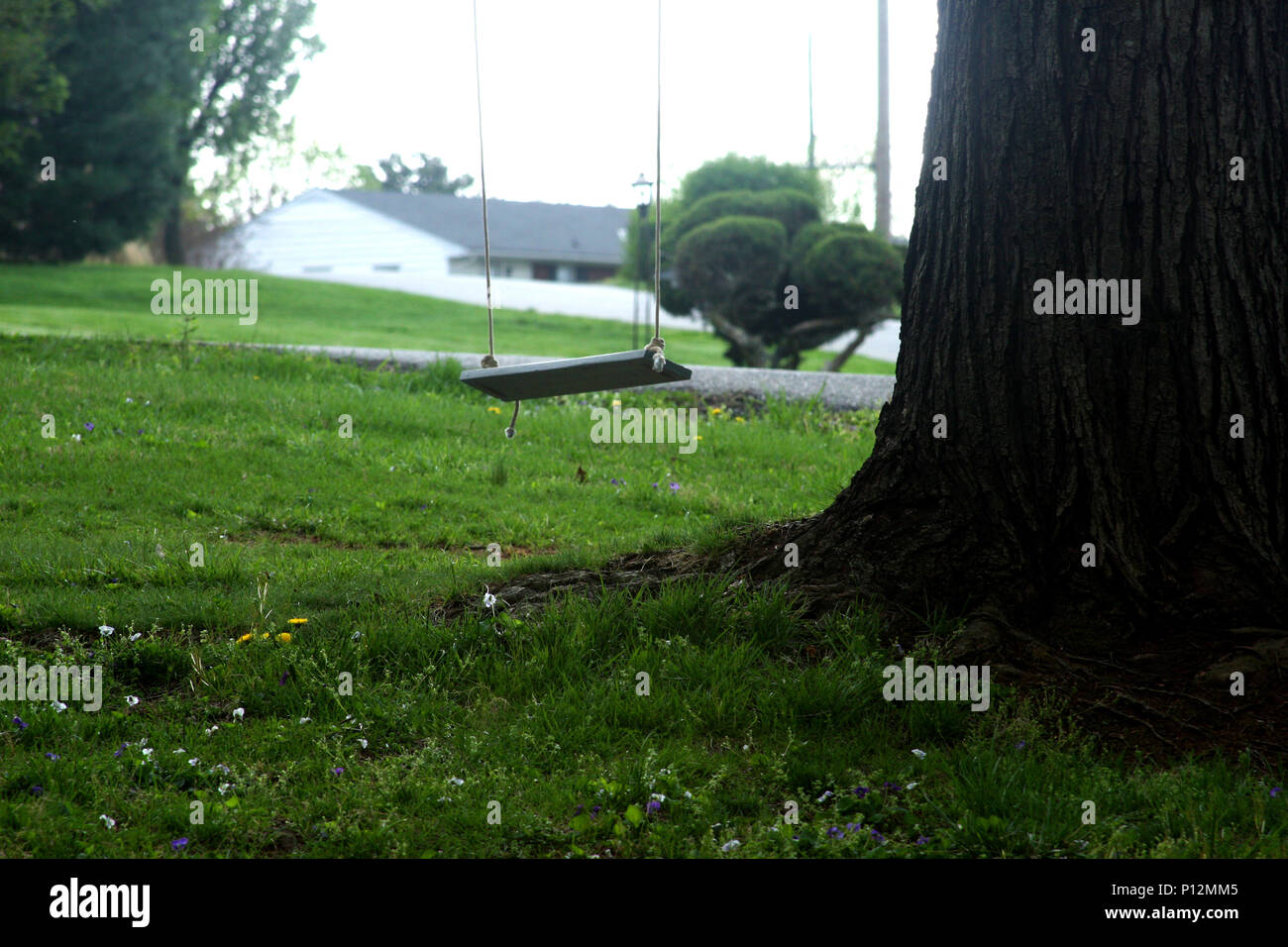 Simple wooden swing hanging from tree in the yard Stock Photo - Alamy