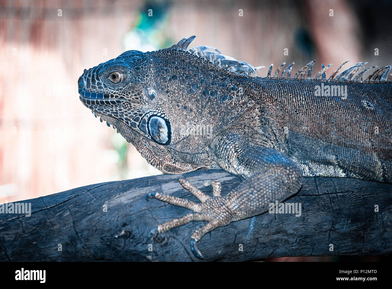 Chameleon grey, Safari Park Stock Photo - Alamy