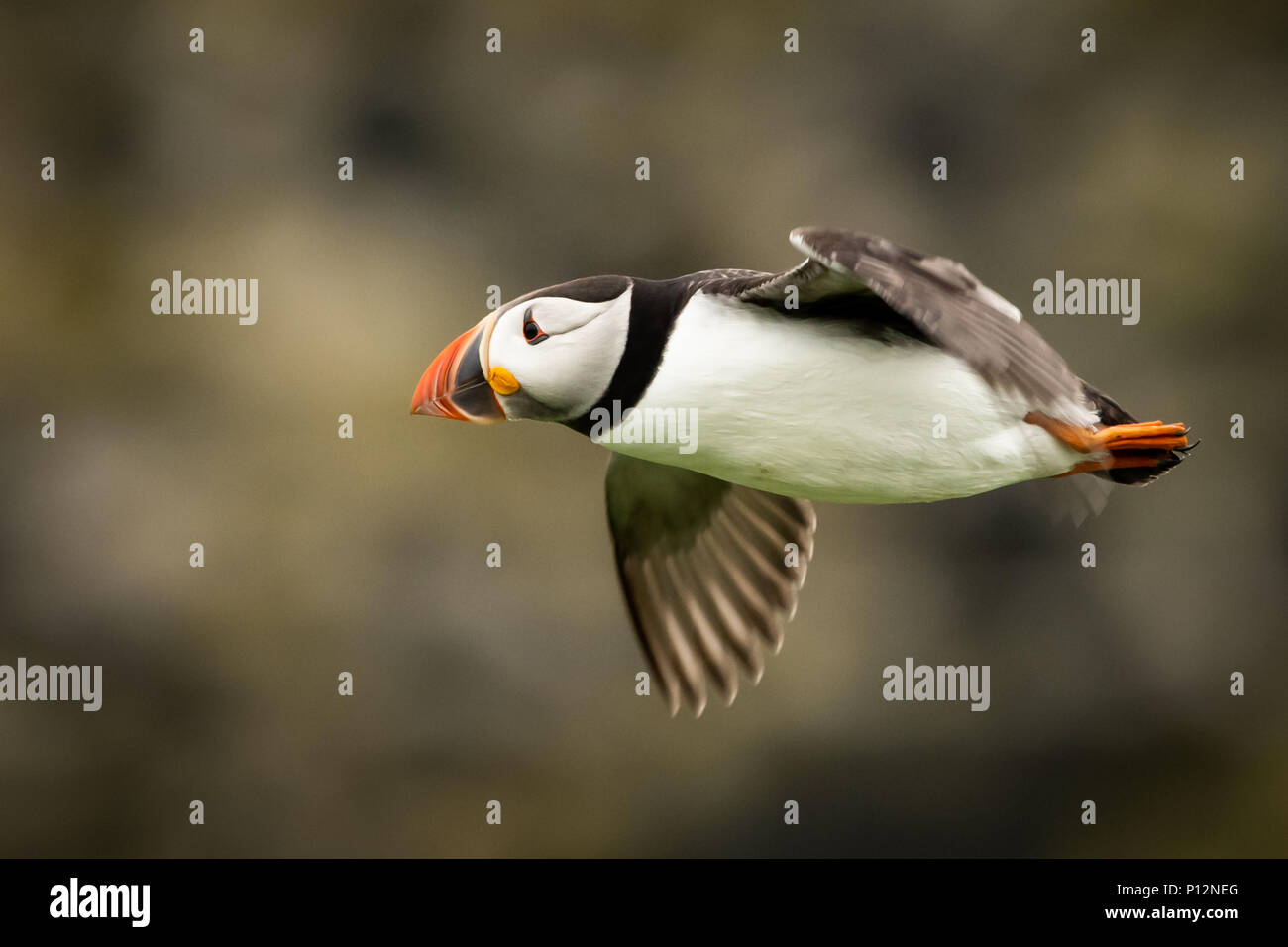 Puffin In Flight Stock Photo - Alamy