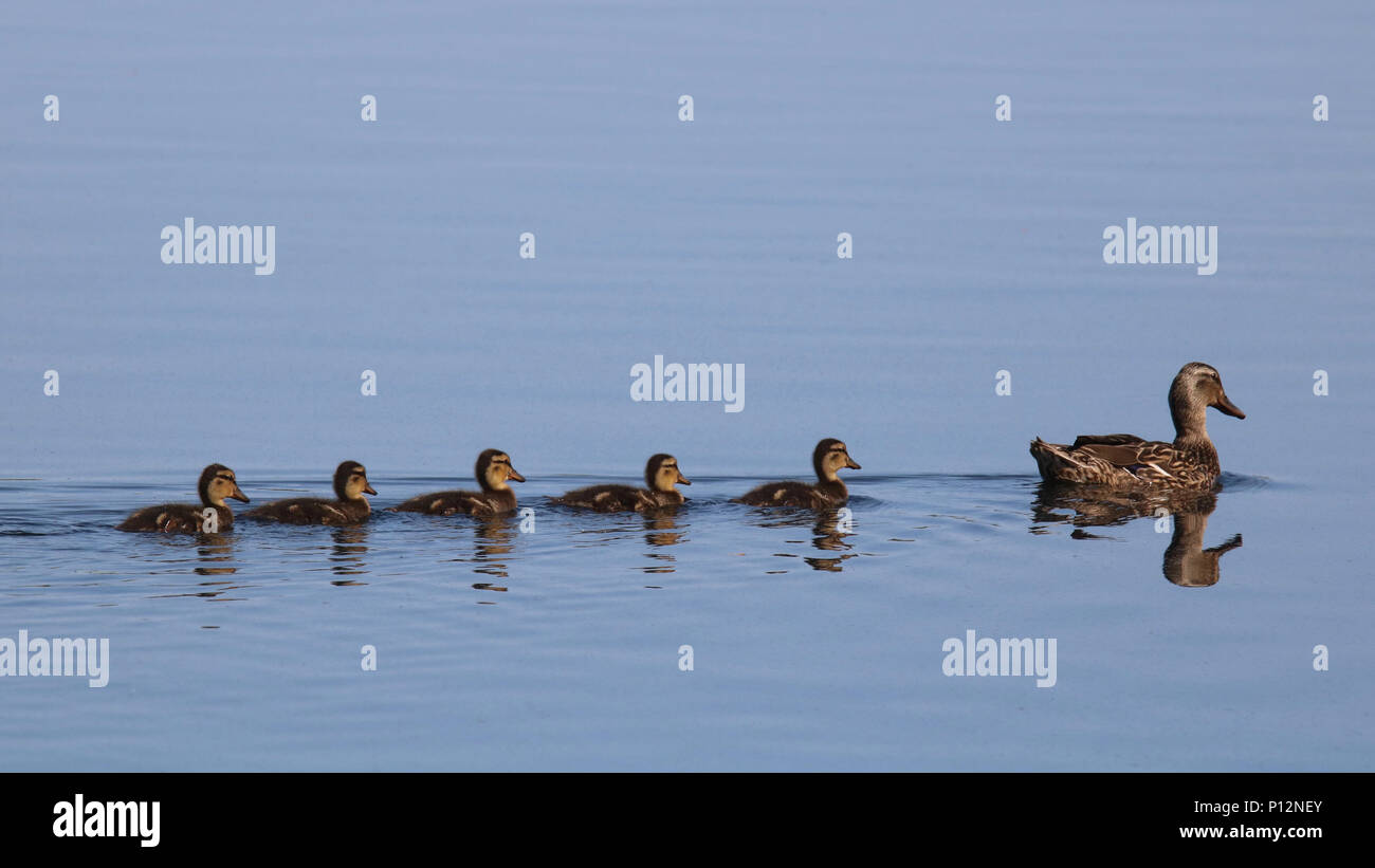 Ducklings in a line hi-res stock photography and images - Alamy