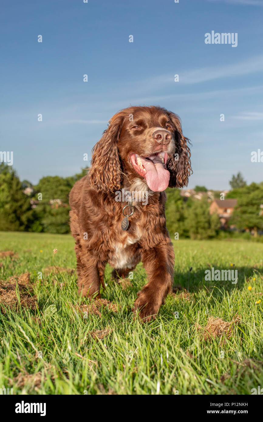 Working cockers hi-res stock photography and images - Alamy