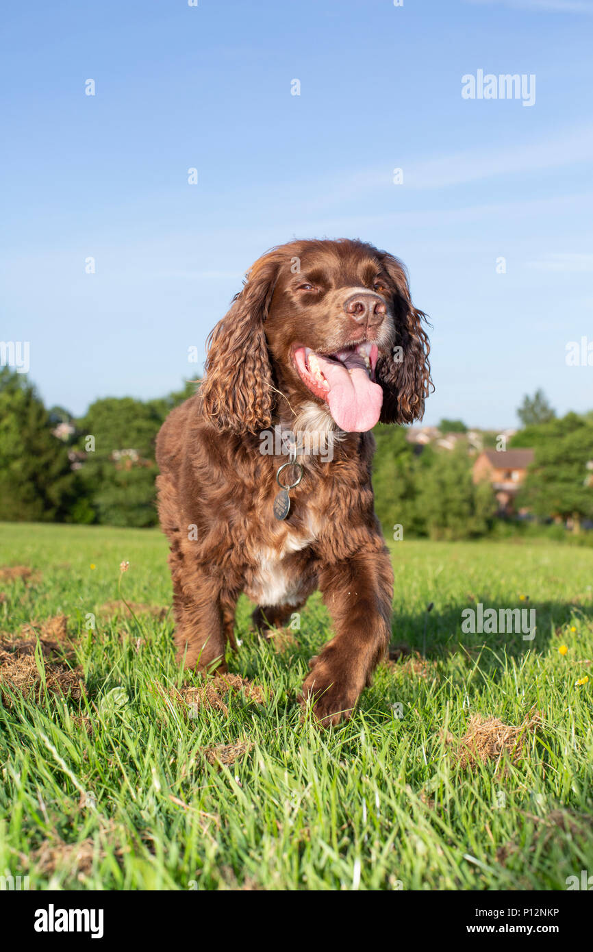Working cockers hi-res stock photography and images - Alamy