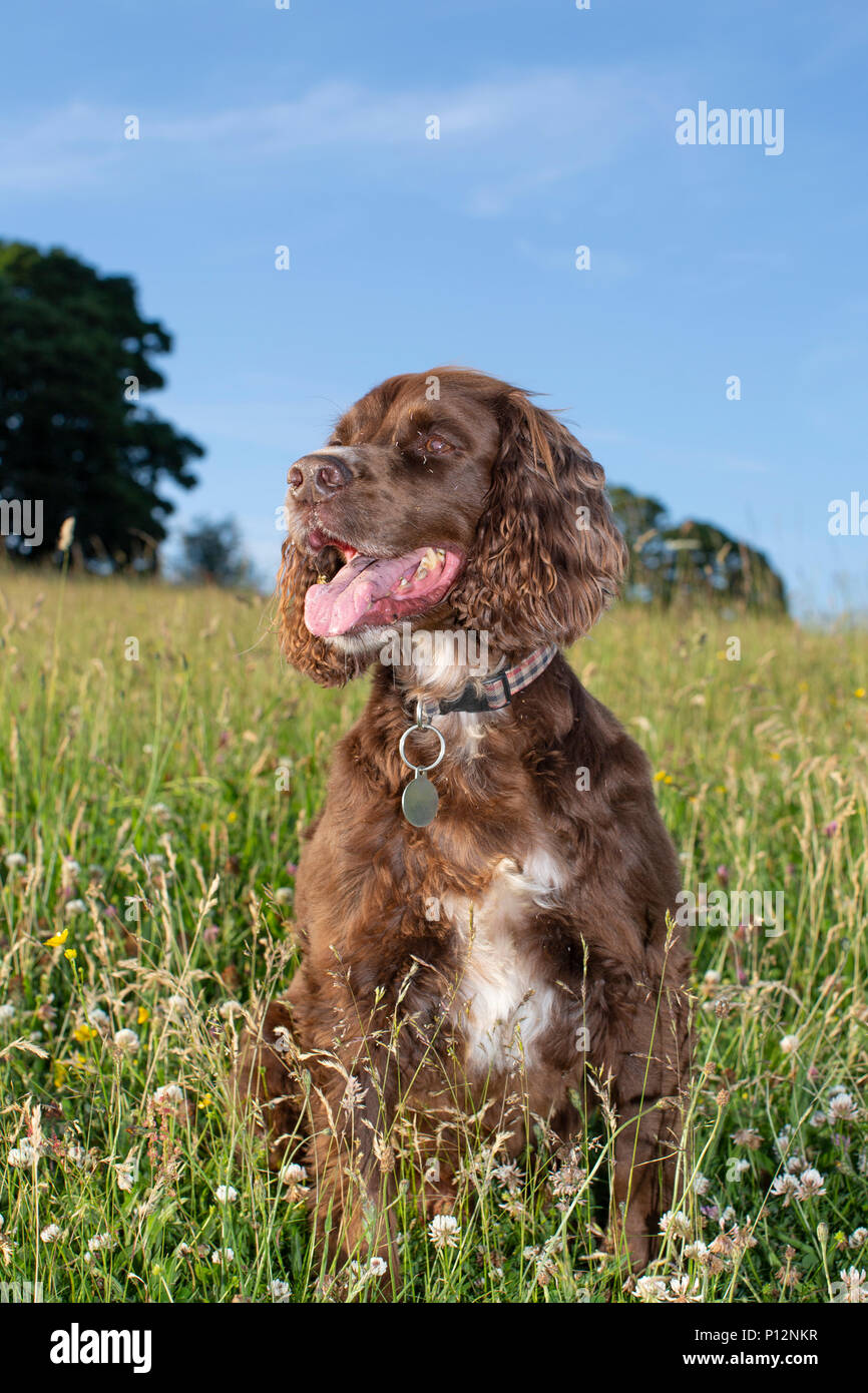 Working cockers hi-res stock photography and images - Alamy