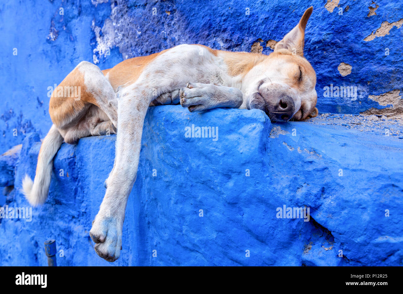 Dog resting in the blue city of Jodhpur, Rajasthan, India Stock Photo ...