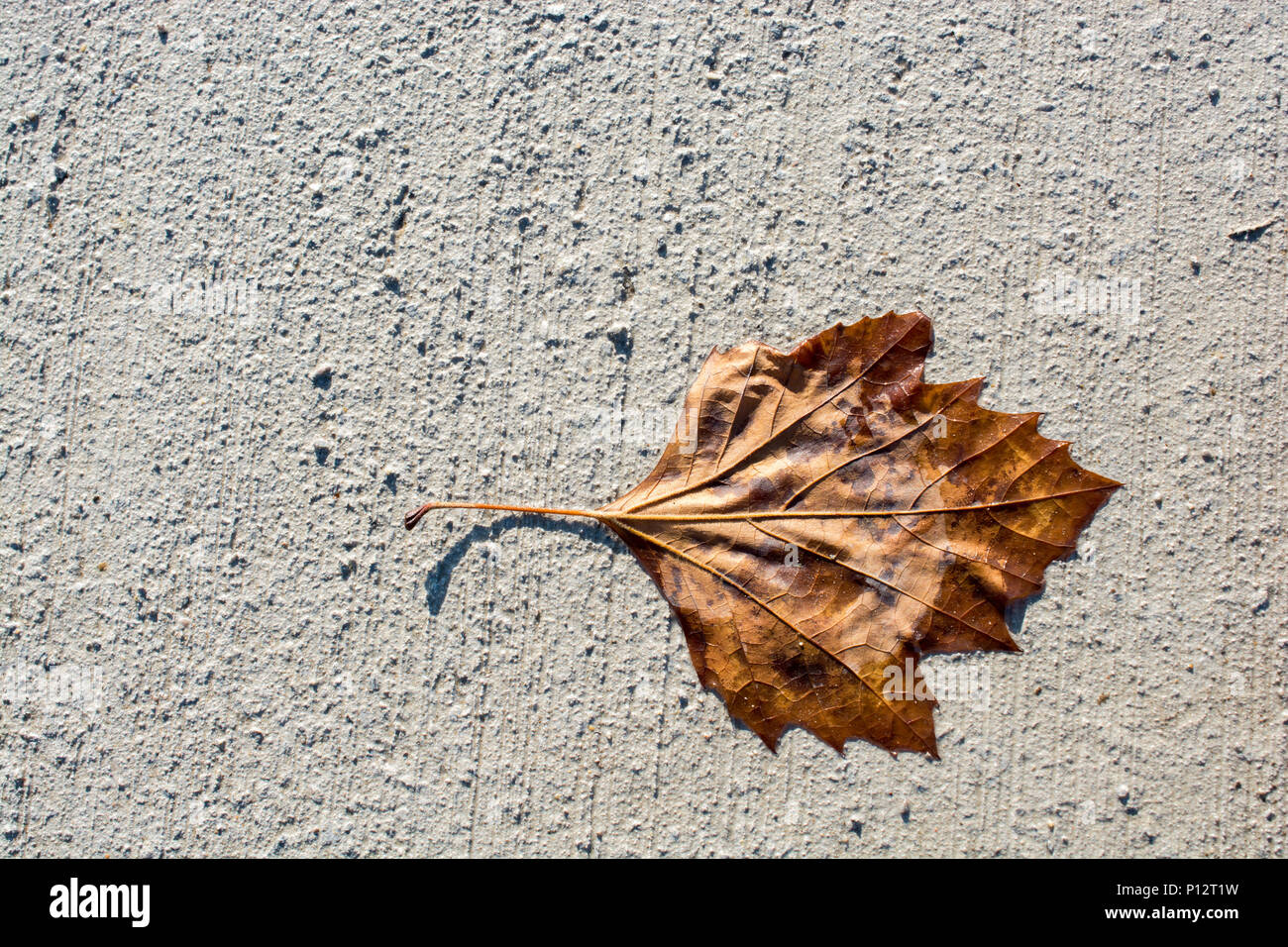 One separate dry leaf of Autumn times Stock Photo - Alamy
