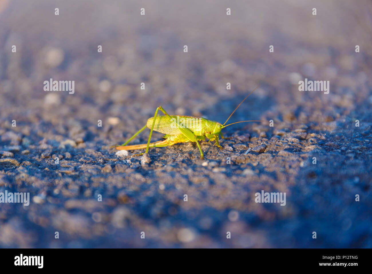 Green grasshopper or locust on road. Green insect Stock Photo - Alamy