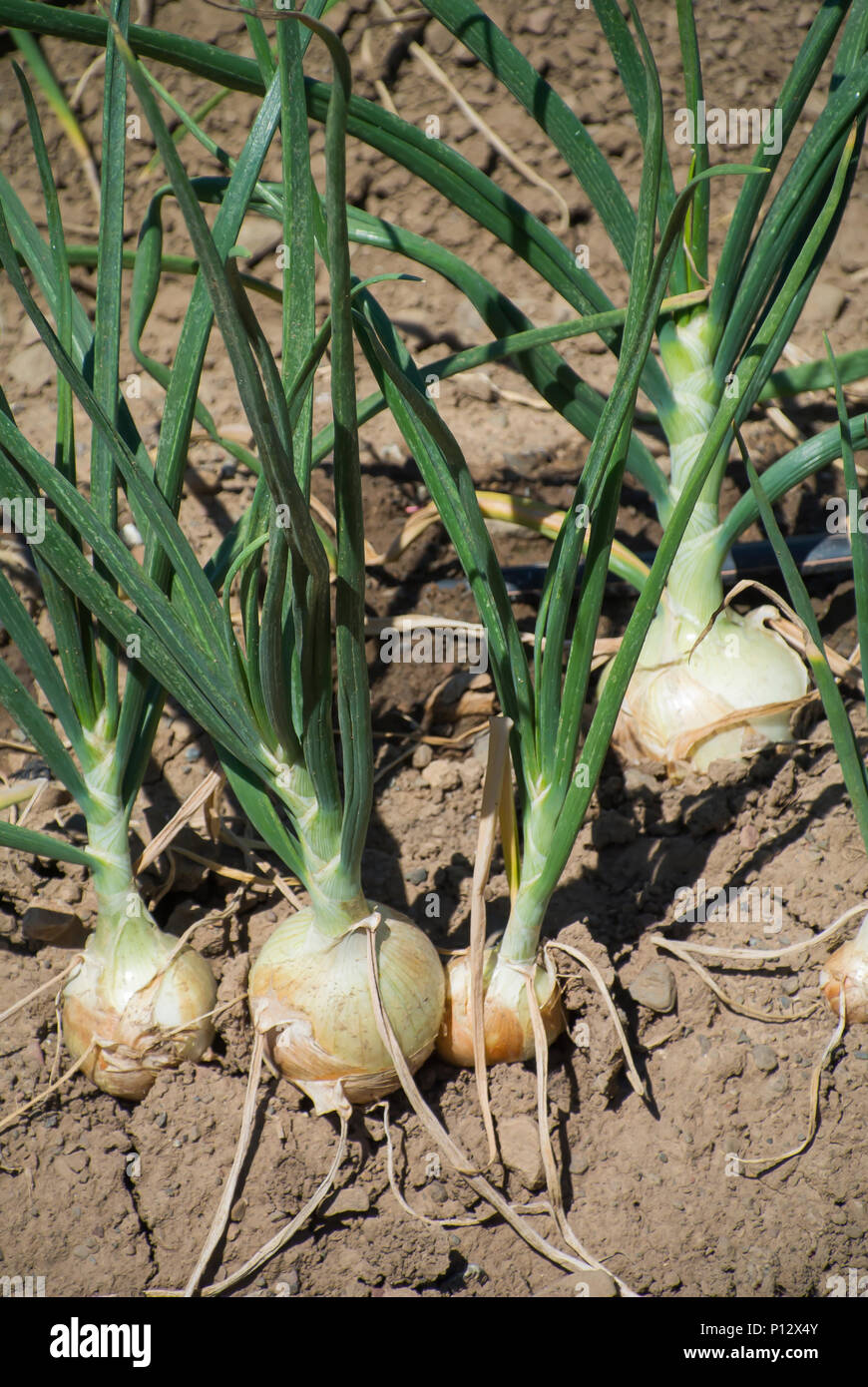 Non edible plants hi-res stock photography and images - Alamy