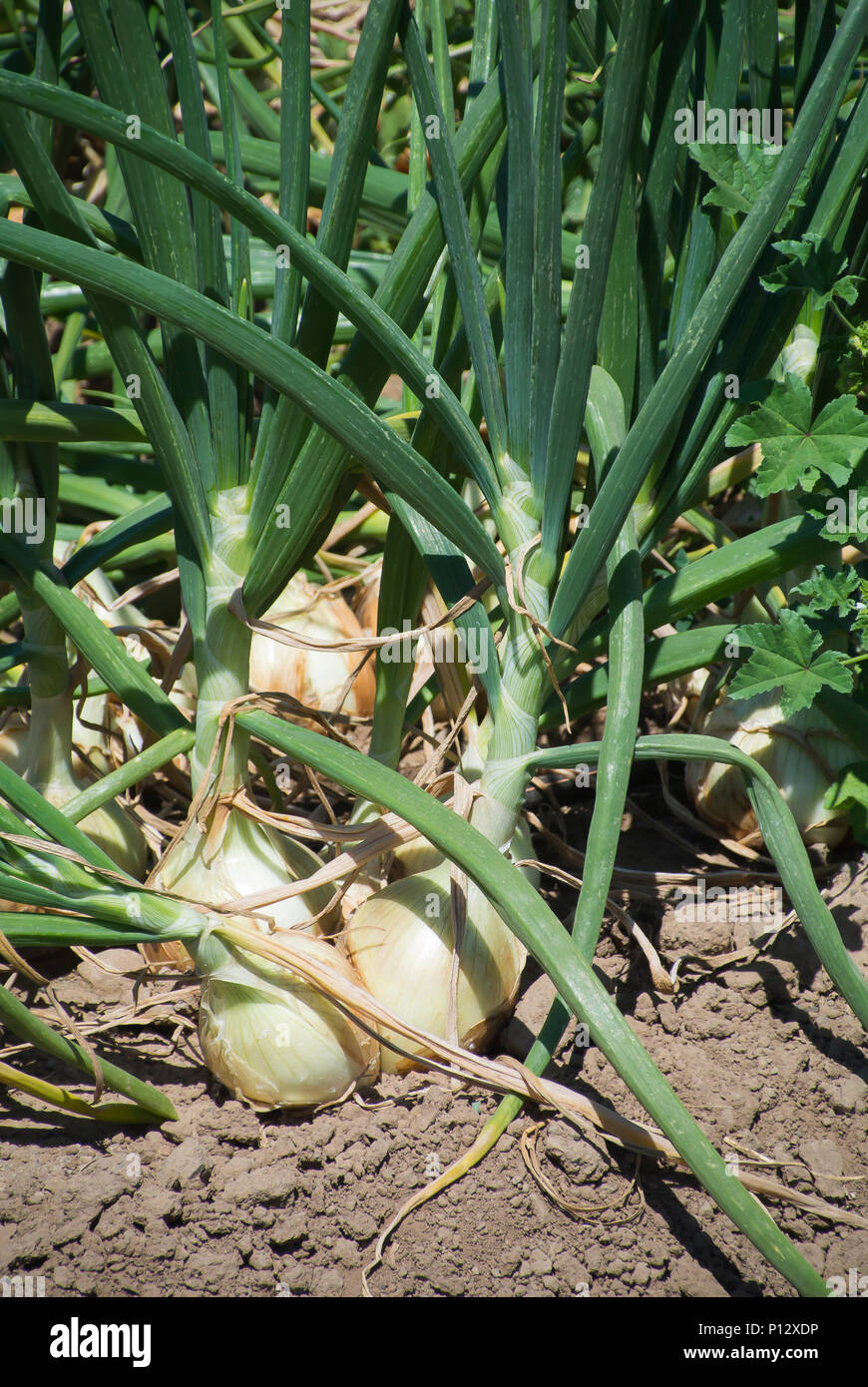 Rural scene organic crop field hi-res stock photography and images - Alamy
