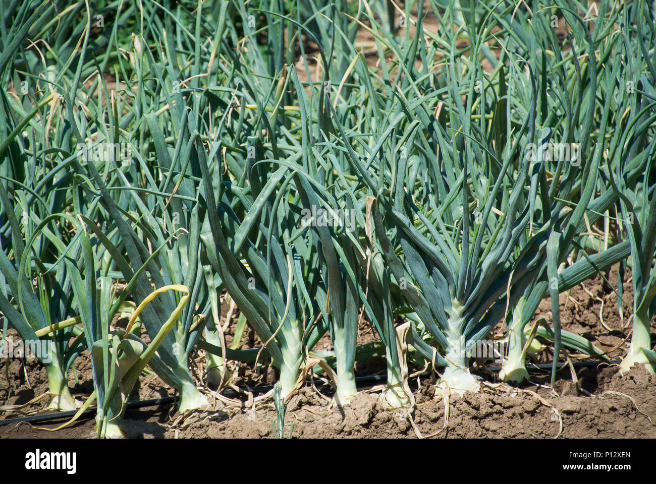 Onions ready to harvest hi-res stock photography and images - Alamy