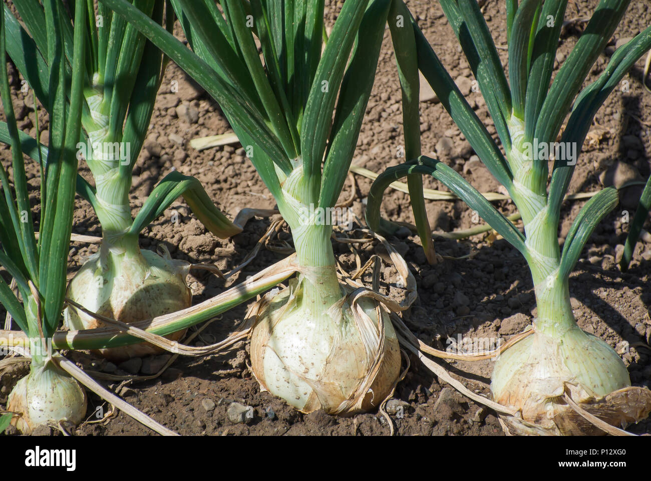 Rural scene organic crop field hi-res stock photography and images - Alamy
