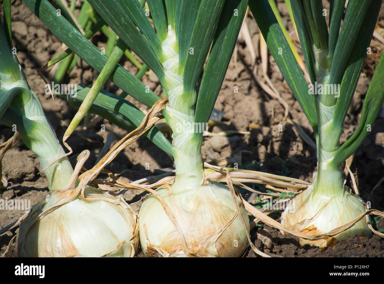 Onions ready to harvest hi-res stock photography and images - Alamy