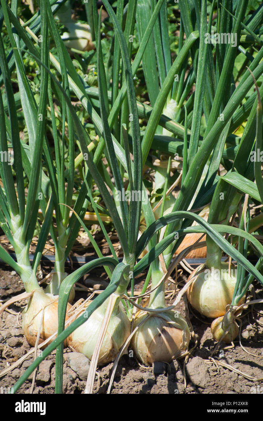 Onions ready to harvest hi-res stock photography and images - Alamy