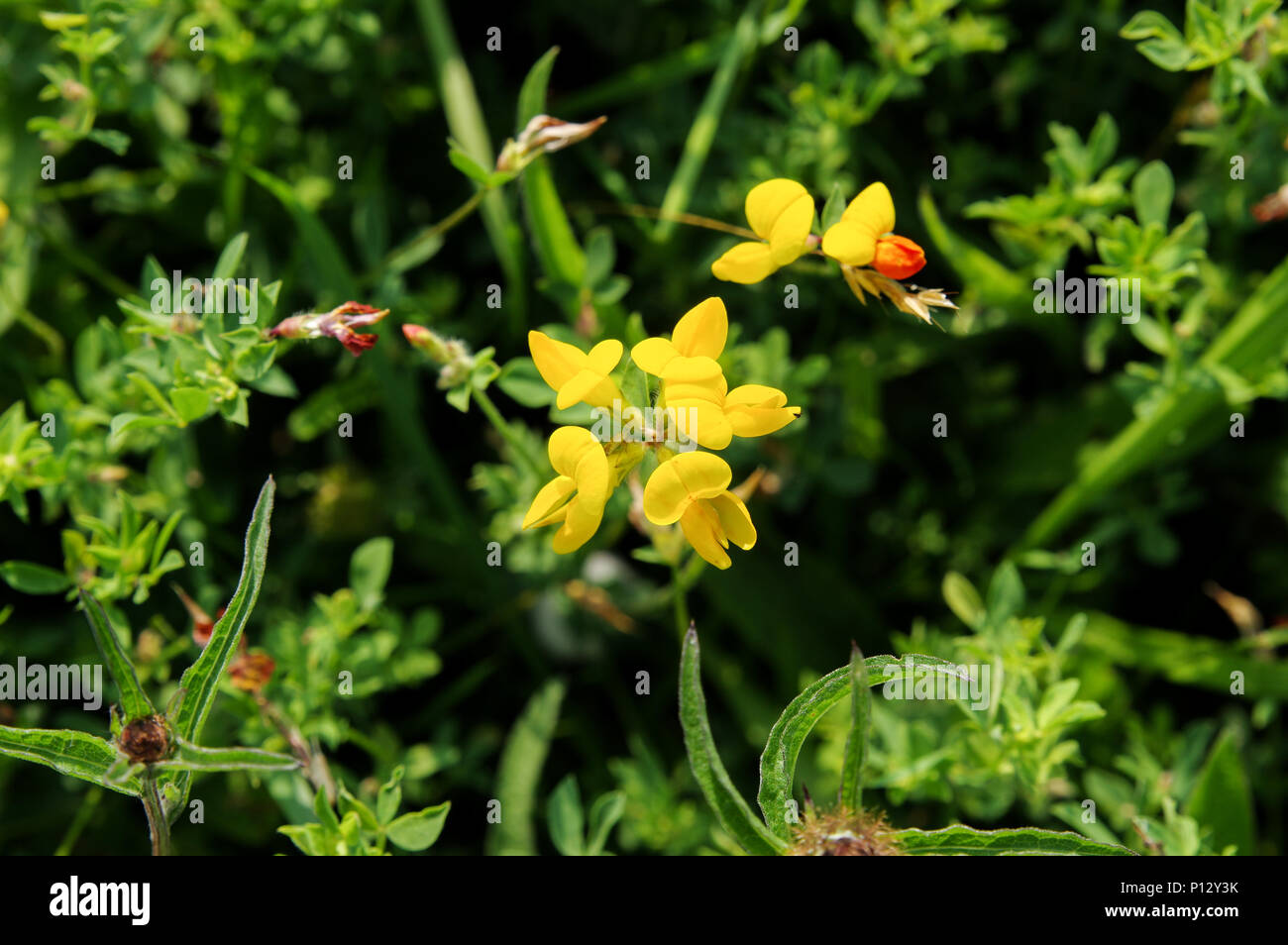 Dainty flower of a yellow horseshoe vetch growing in Bedelands Nature ...