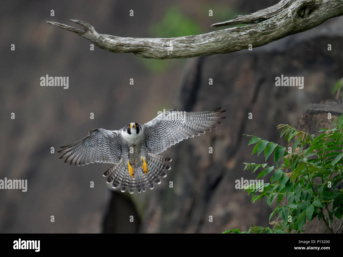 Peregrine falcon speed hi-res stock photography and images - Alamy