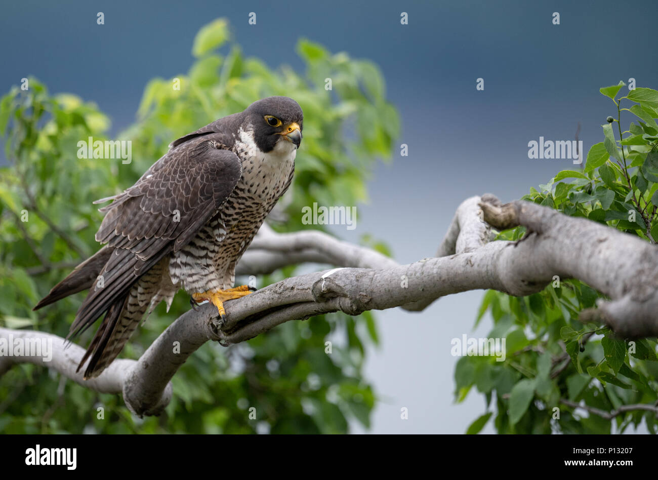 Peregrine city hi-res stock photography and images - Alamy