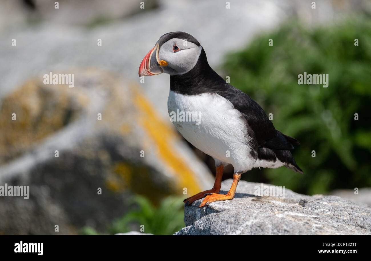 Puffin jersey hi-res stock photography and images - Alamy