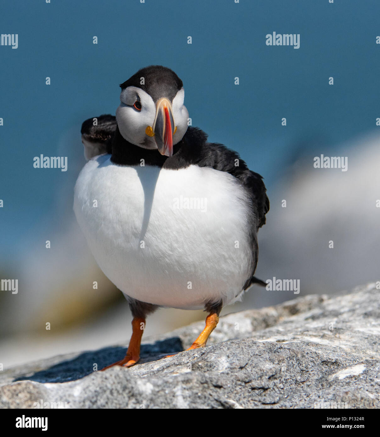 Puffin jersey hi-res stock photography and images - Alamy
