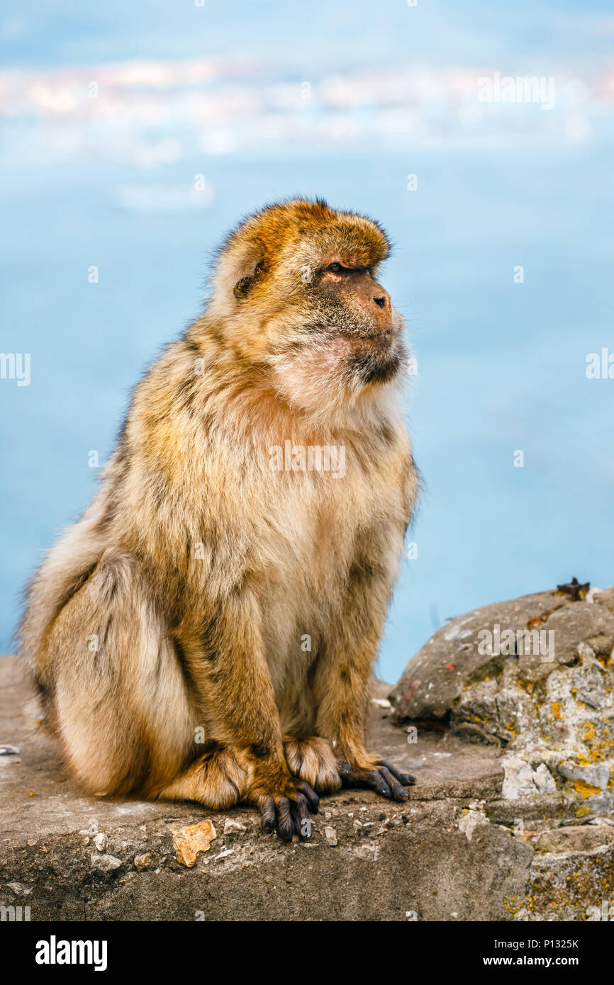 portrait of a wild male macaque. Macaques are one of the most famous ...