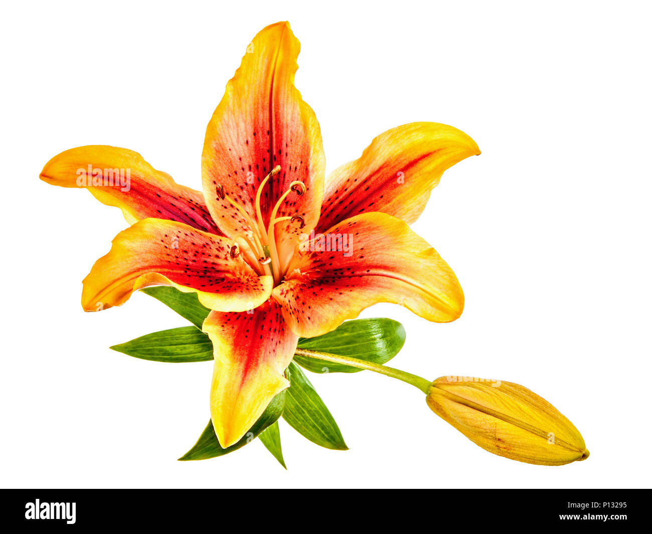 Single lily flower isolated on white background Stock Photo - Alamy