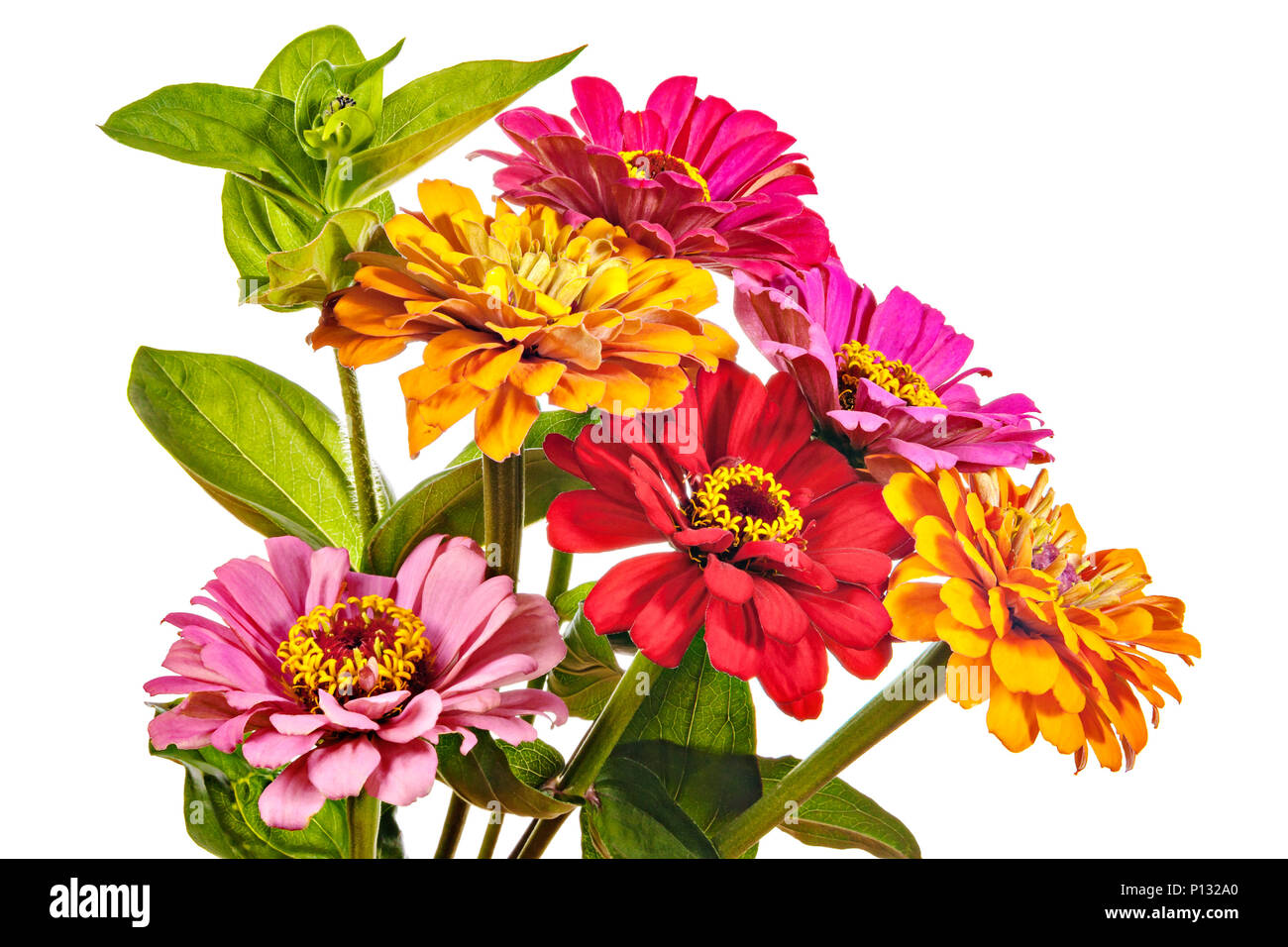Colorful bouquet of summer zinnias isolated on a white background Stock ...
