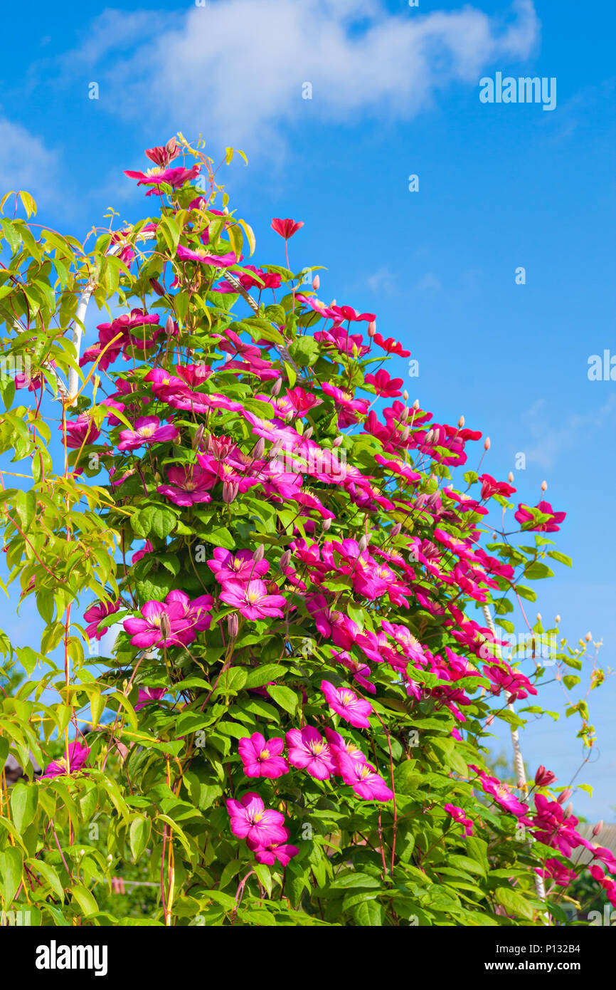 Flowers of clematis in yard on background of blue sky Stock Photo - Alamy