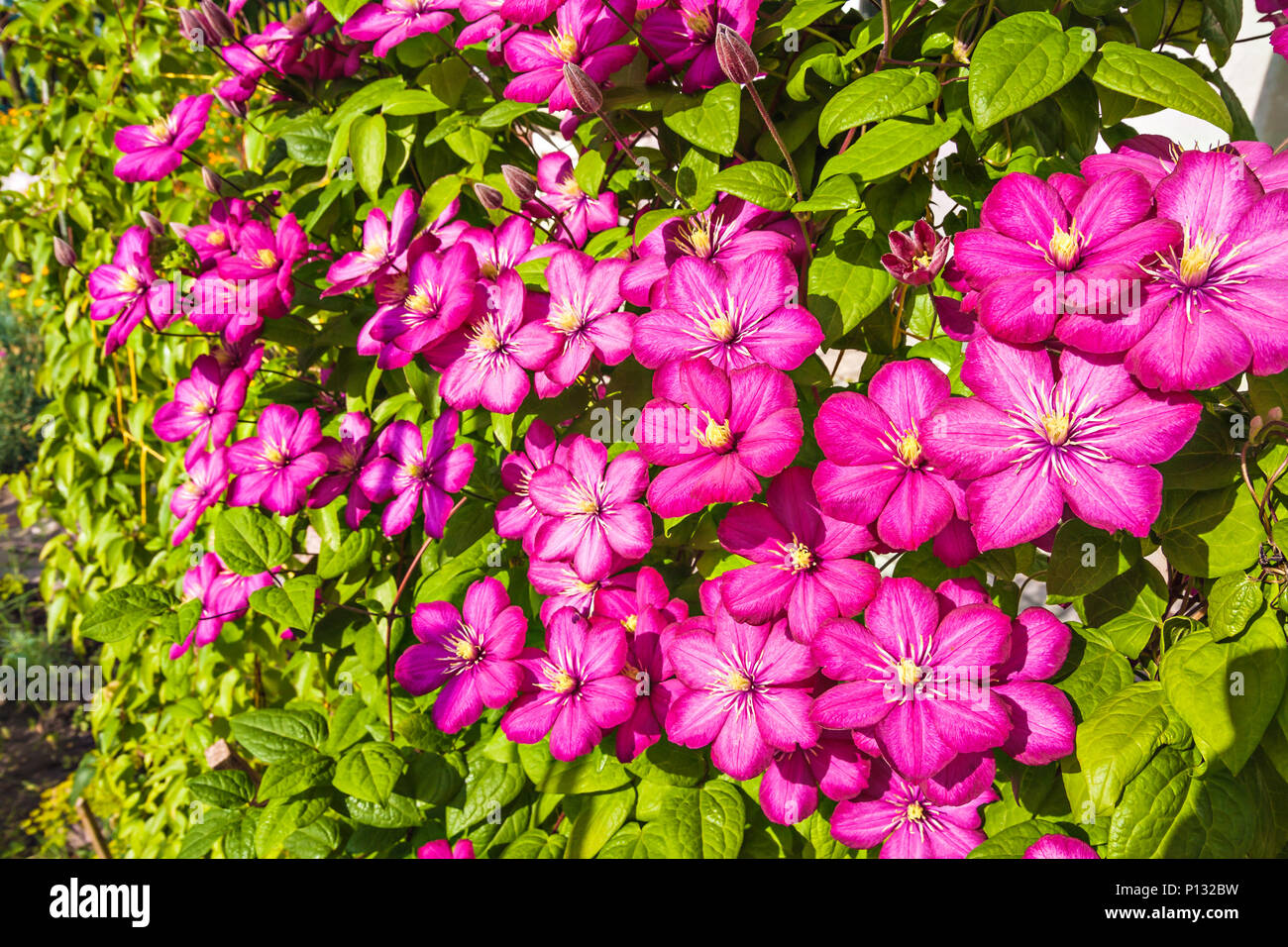 Flowers of clematis Stock Photo - Alamy