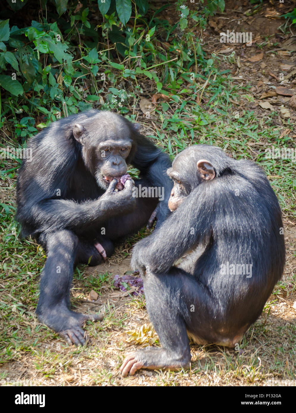 Portrait of two chimpanzees eating sweet potatoes while sitting on ...