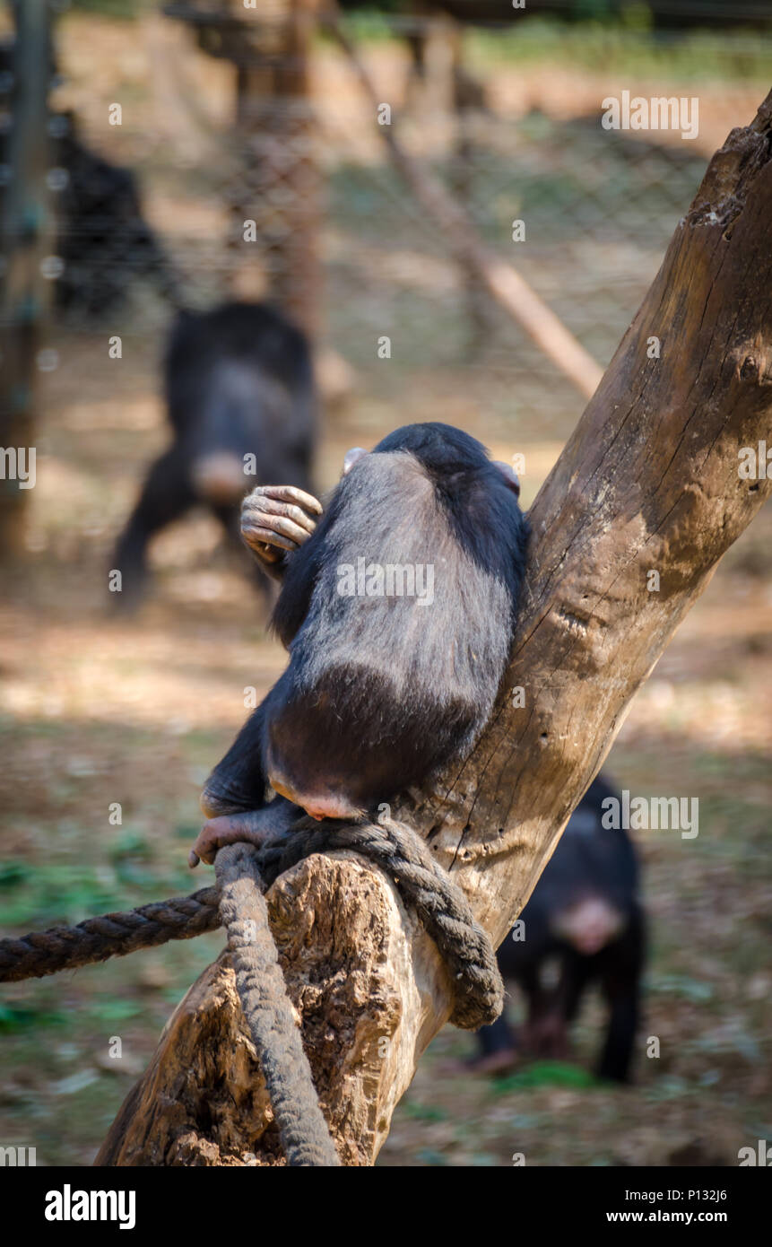Lone chimpanzee sitting on tree and hugging himself with back to viewer ...