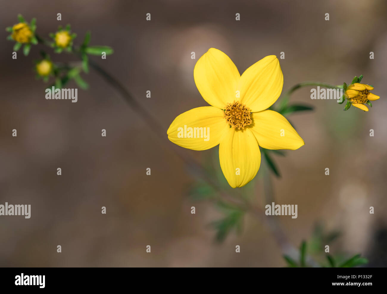 Bidens ferulifolia hi-res stock photography and images - Alamy