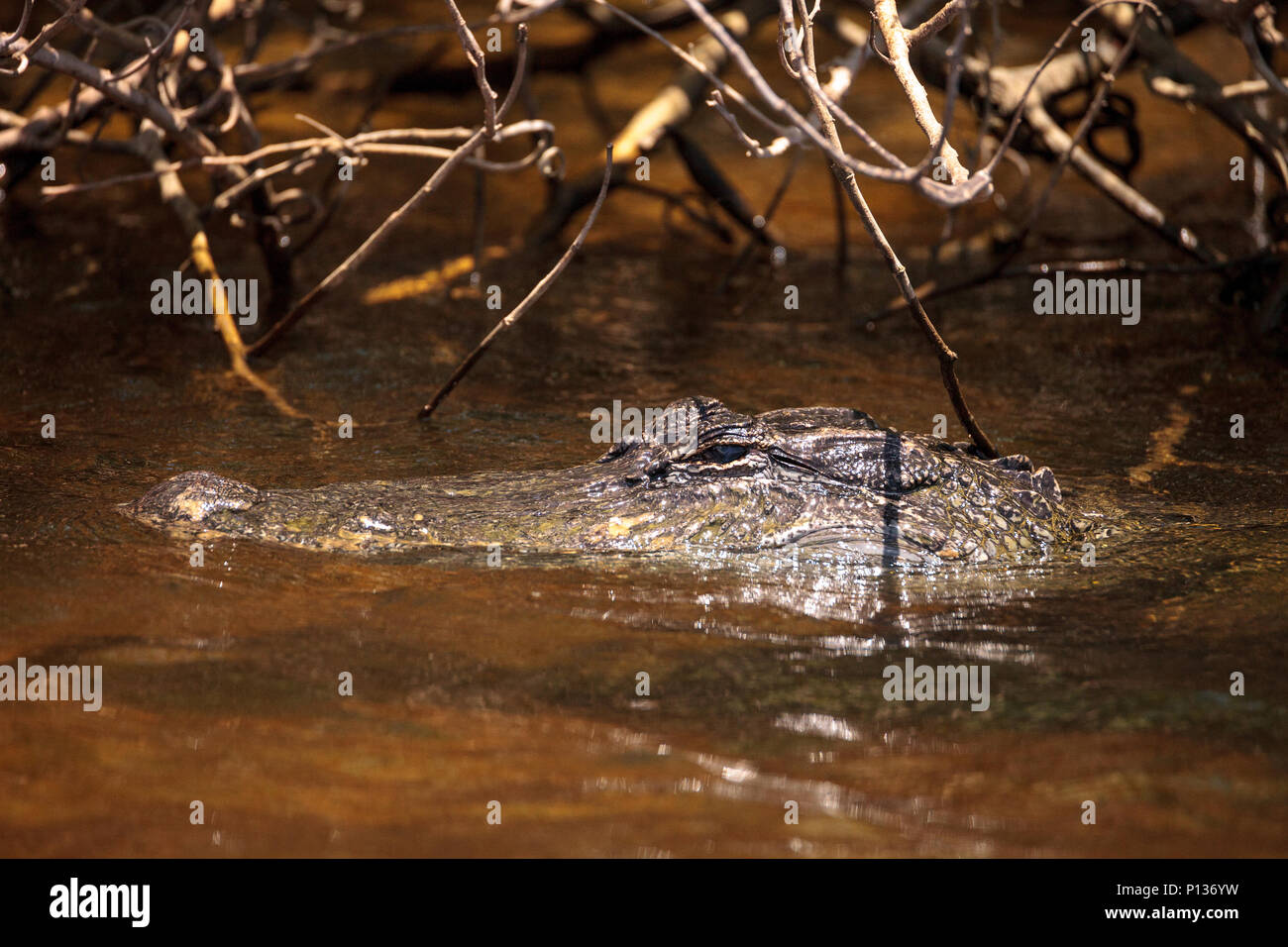 Young American Alligator mississippiensis lurking in a waterway of ...