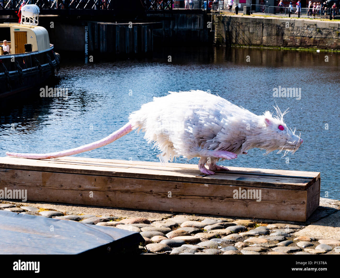 Ship's cat and Super rat, art exhibit by Faith Bebbington, Albert Dock ...