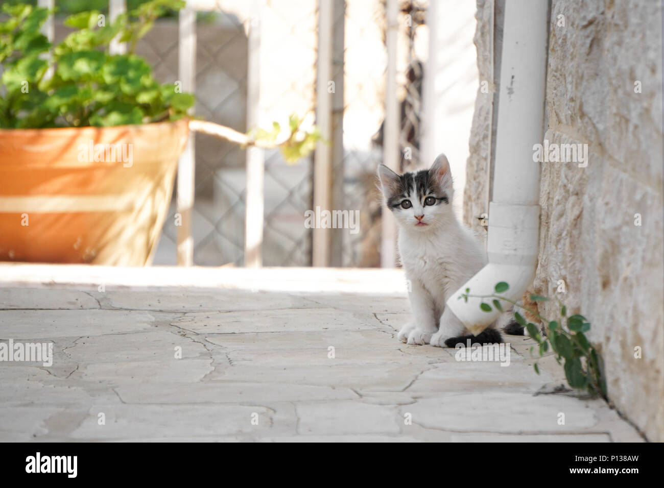 outdoor mother cat with babies Stock Photo - Alamy