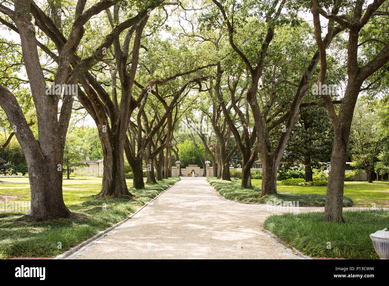 The Oak Allee in front of Longue Vue House in New Orleans, Louisiana ...
