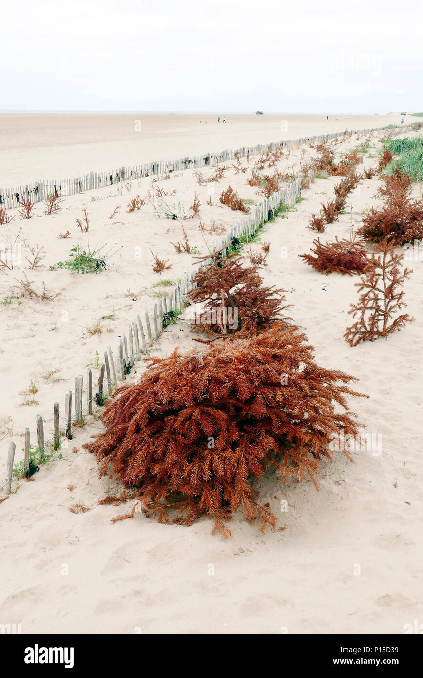 Recycled christmas trees planted infront of sand dunes to help trap ...