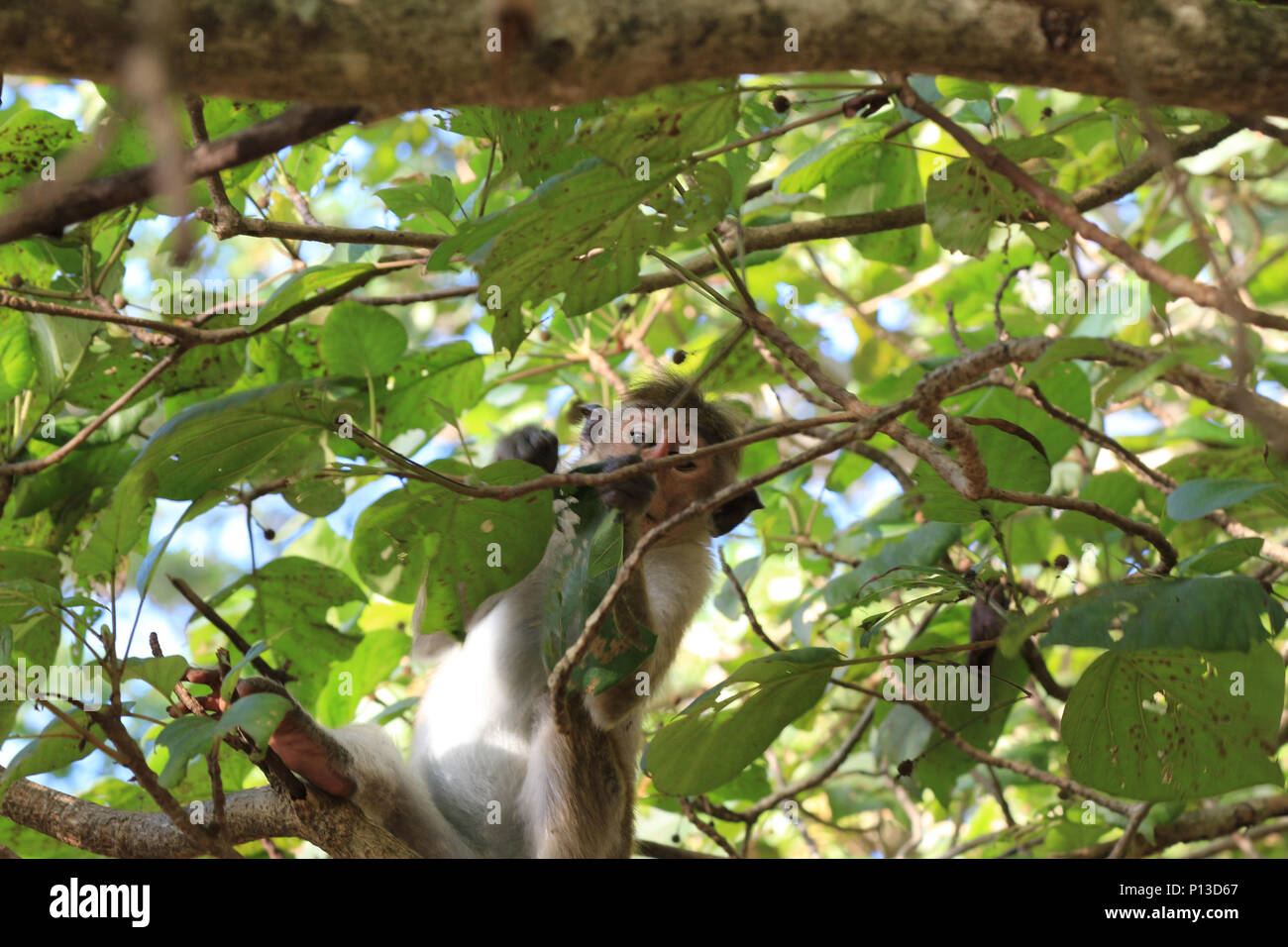 Animal monkey sri lanka hi-res stock photography and images - Alamy
