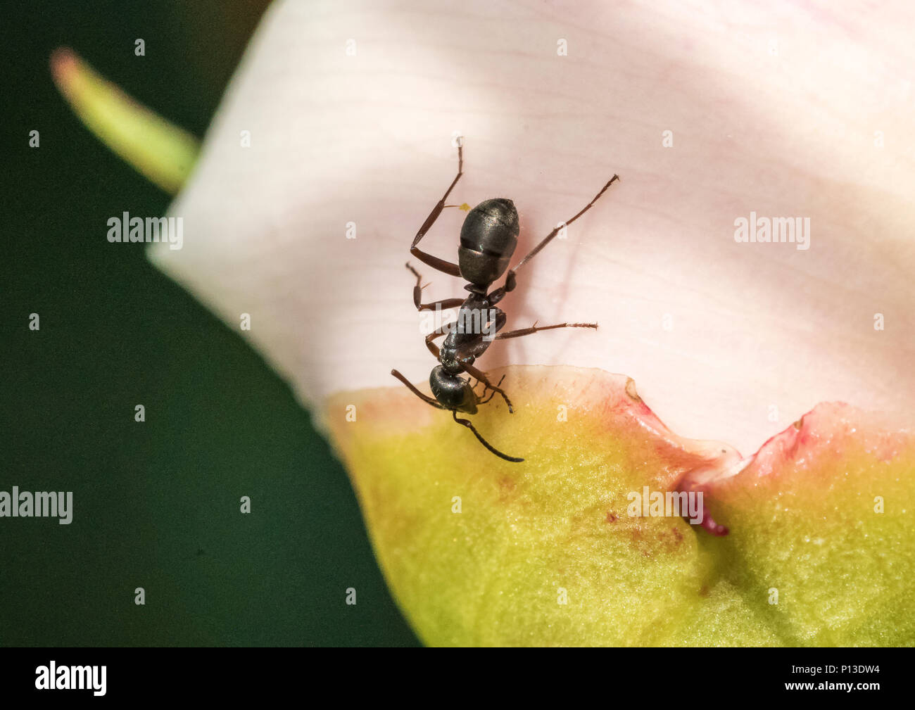 A macro image of an ant crawling down a pink rose bud Stock Photo - Alamy