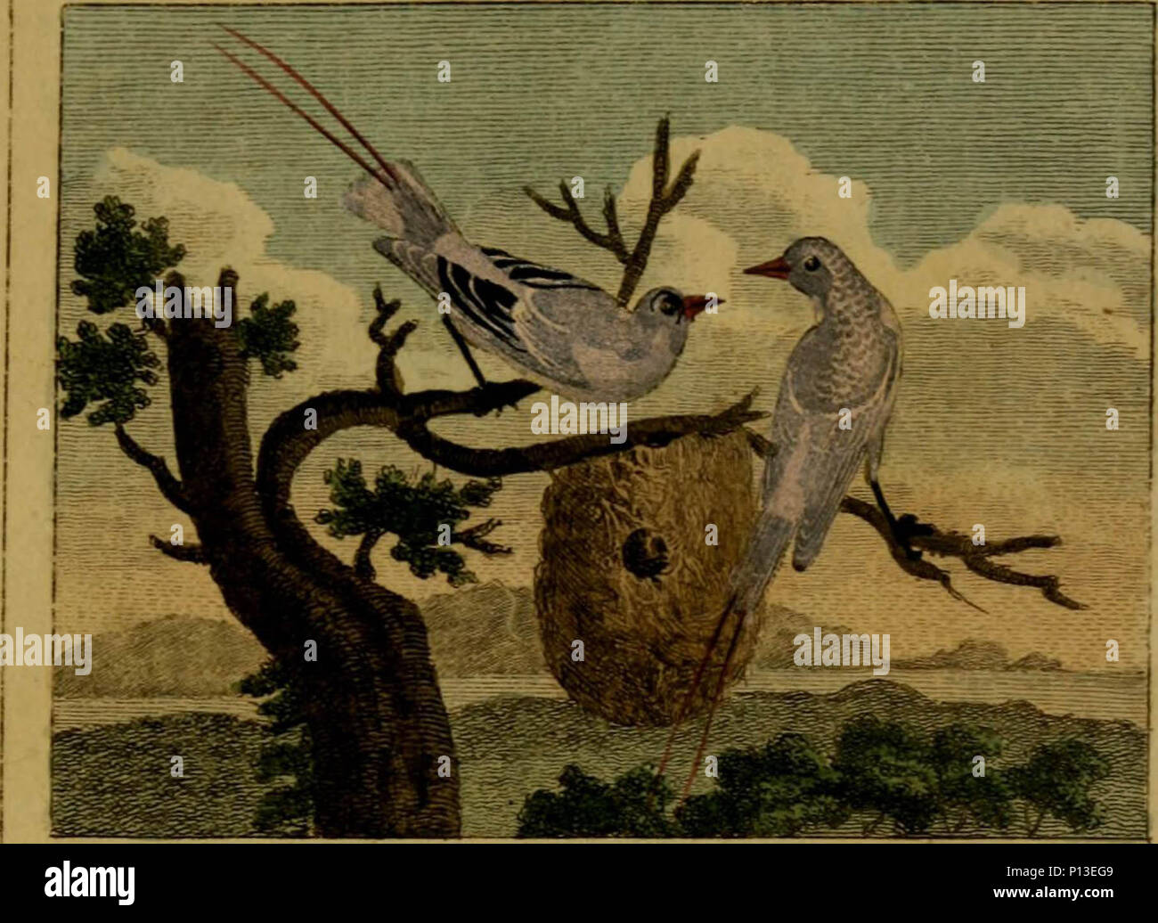 Fish and insects hi-res stock photography and images - Alamy