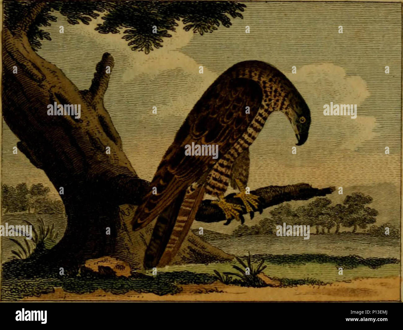 Fish and insects hi-res stock photography and images - Alamy