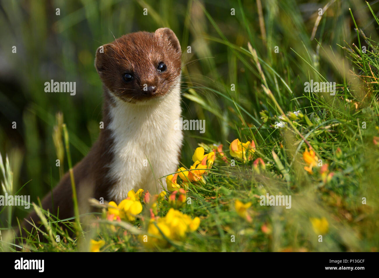 Weasel Mustela Nivalis Alert Stock Photos & Weasel Mustela Nivalis ...