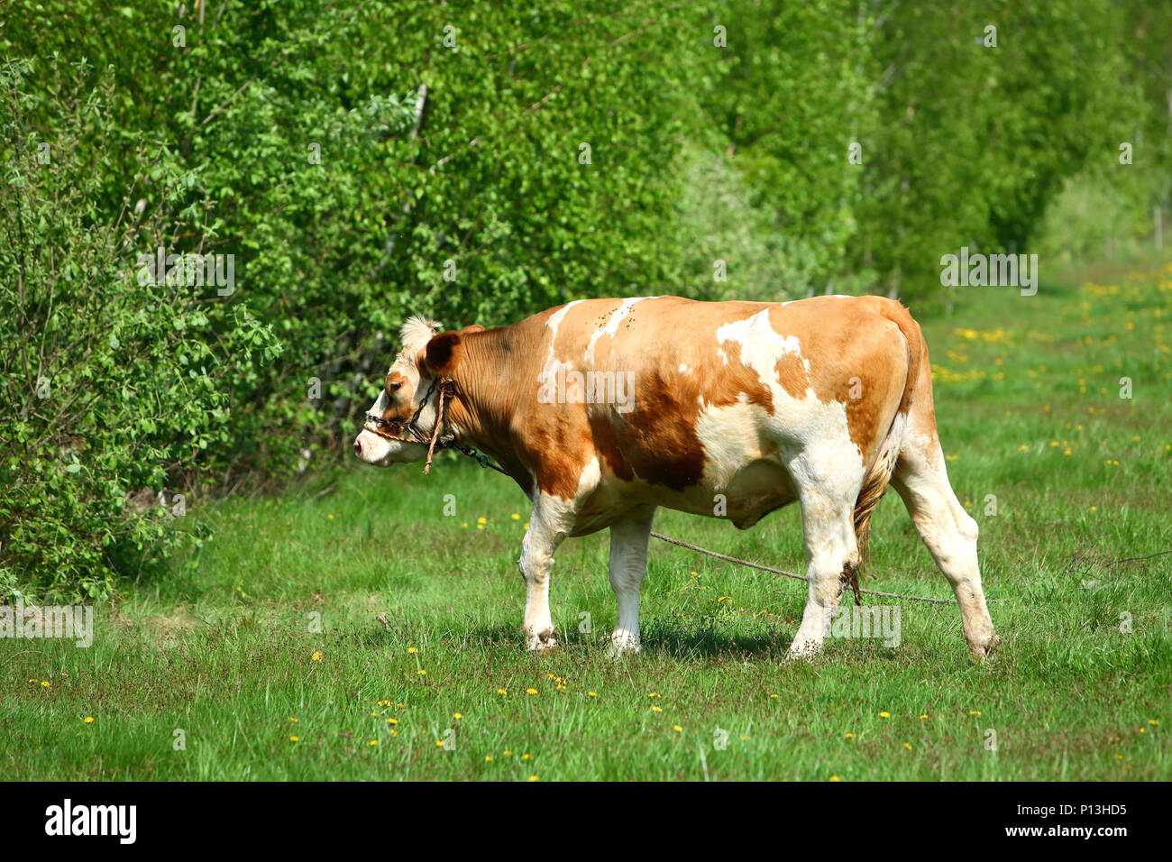 Limbed animals hi-res stock photography and images - Alamy