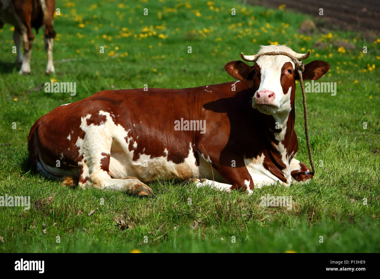 Limbed animals hi-res stock photography and images - Alamy