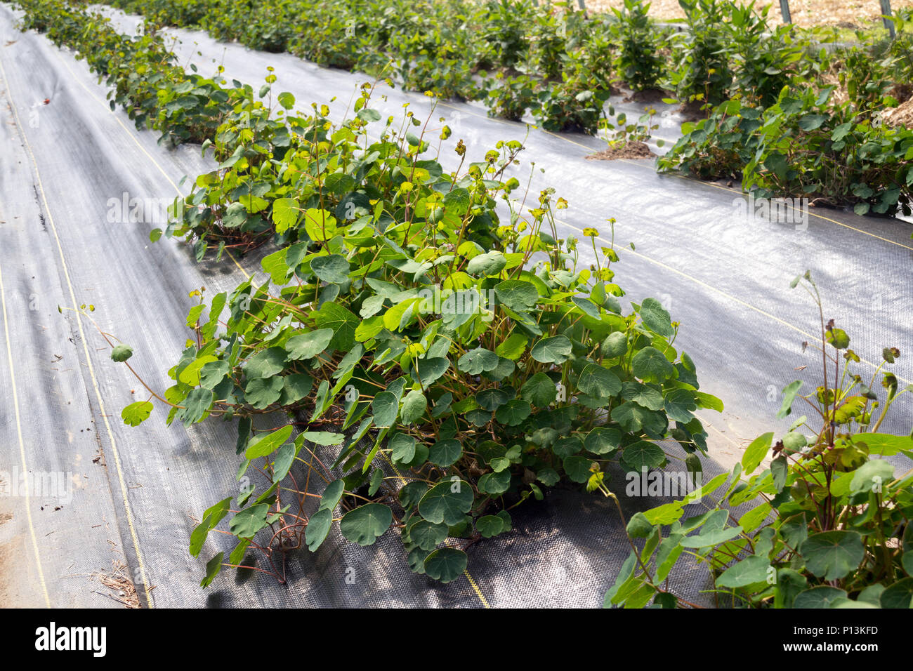 organic cubios plants agriculture production using a black plastic ...