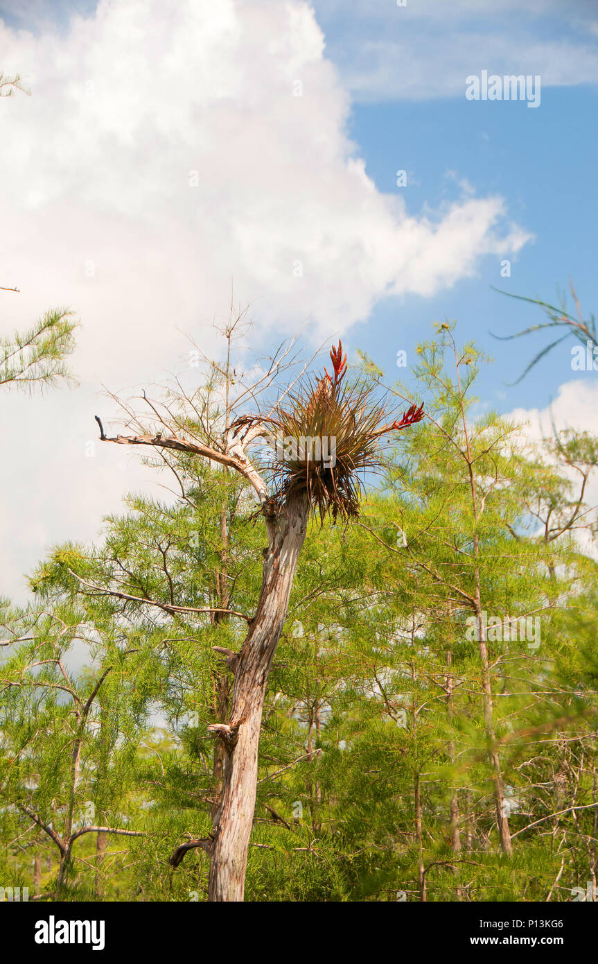 The Big Cypress National Preserve offers a nature walk along the ...