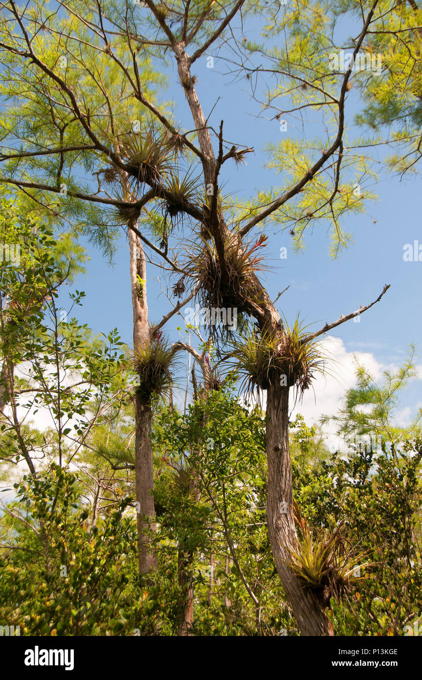 The Big Cypress National Preserve offers a nature walk along the ...