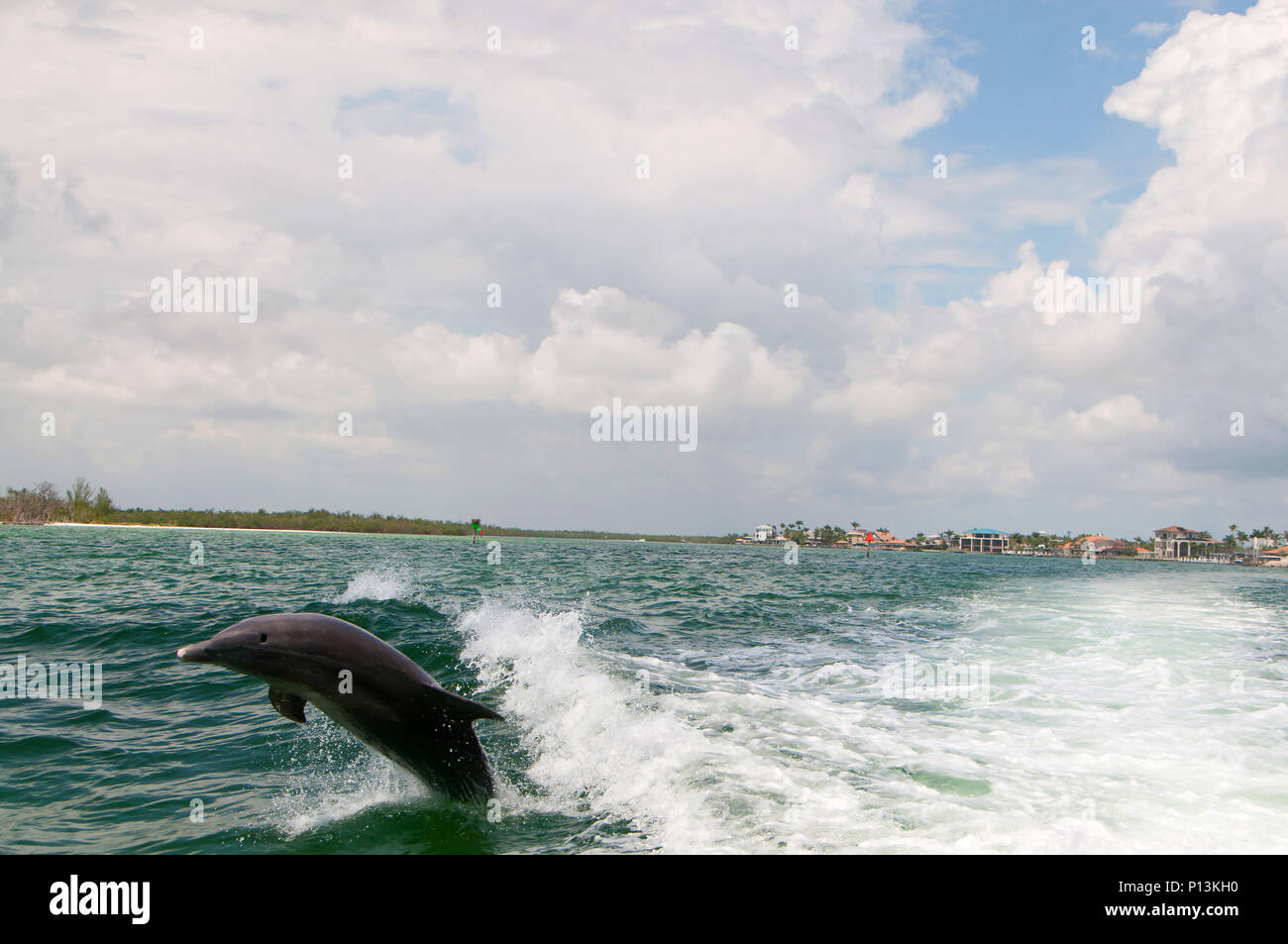 The Dolphin Explorer offers guests an opportunity to participate in ...